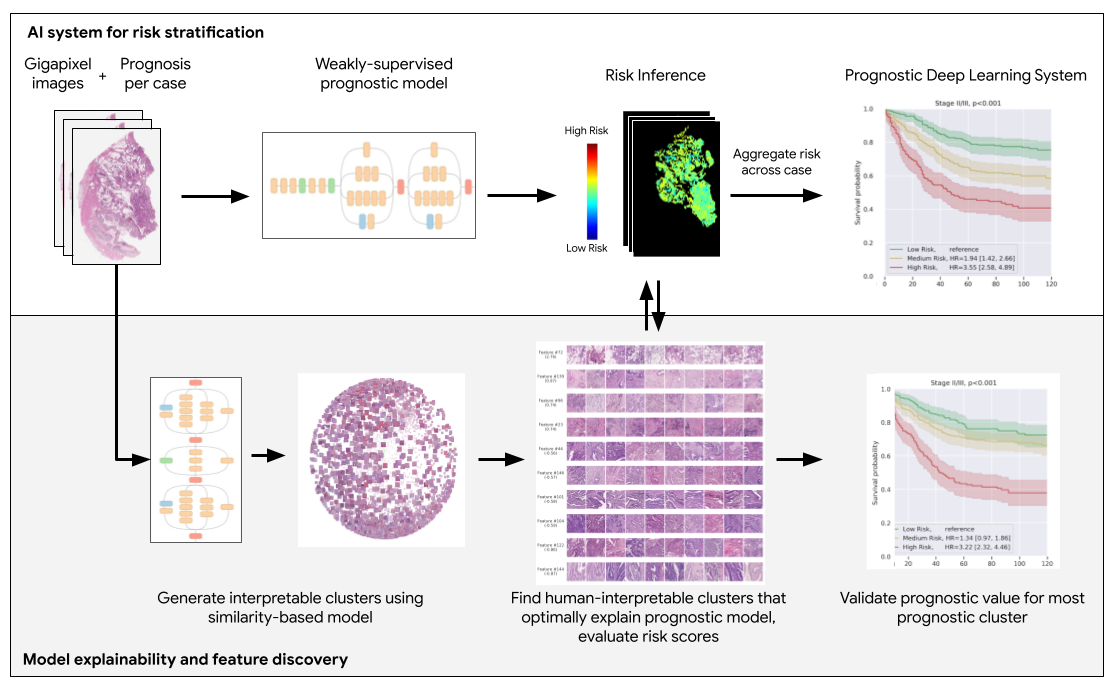 Learning from deep learning: developing interpretable AI approaches in histopathology to predict ...